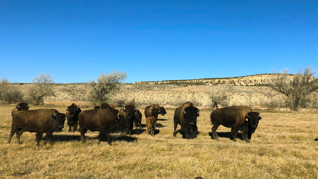 Special Offer Grass-fed Bison